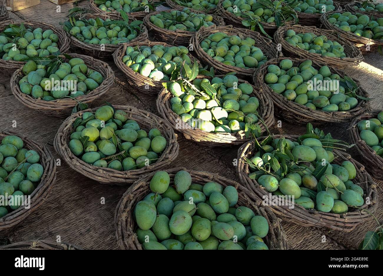 best mangoes in the word are from south punjab and sindh in pakistan A ...