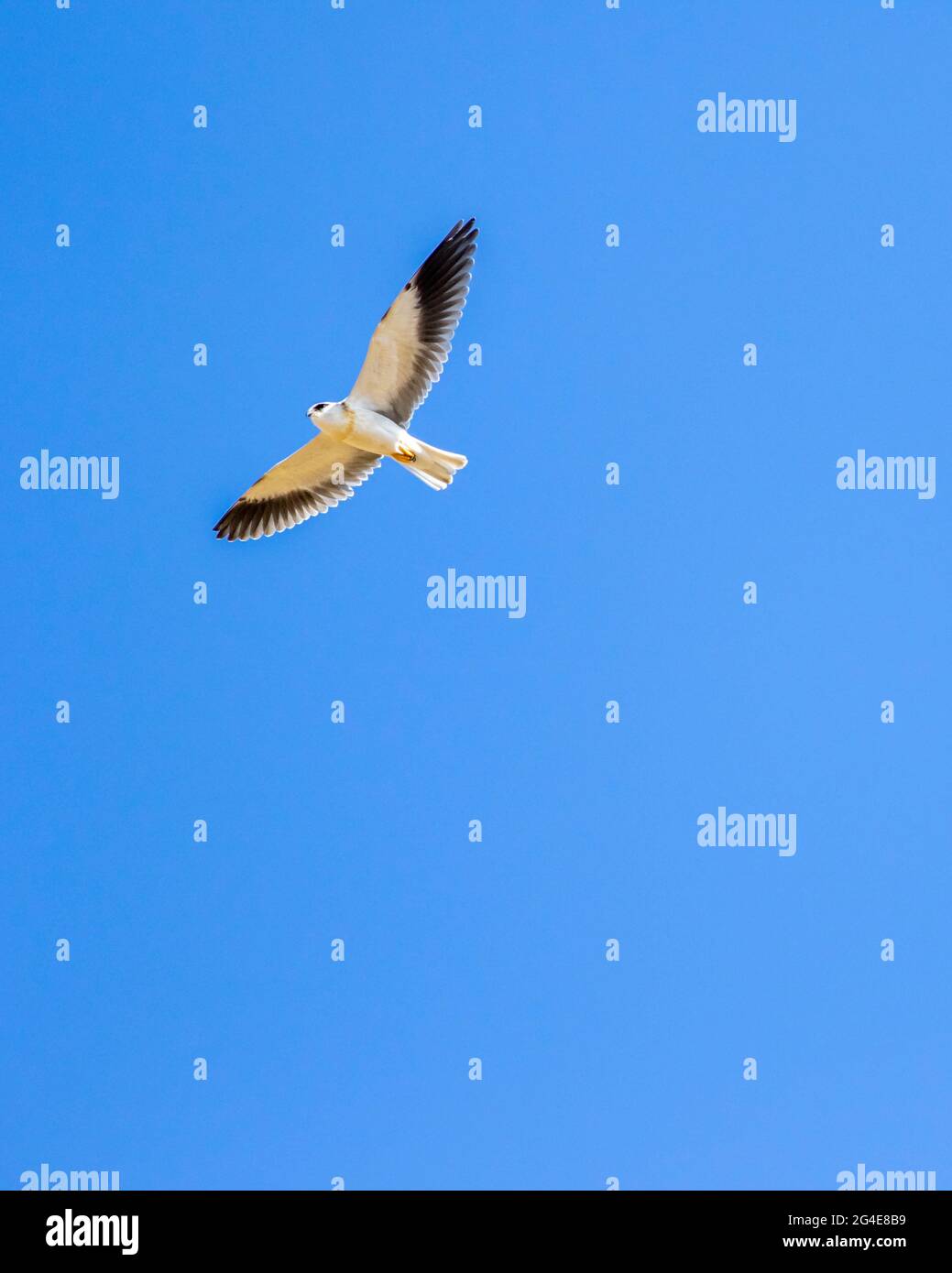 black shouldered kite or black winged kite with full wingspan in flight ...