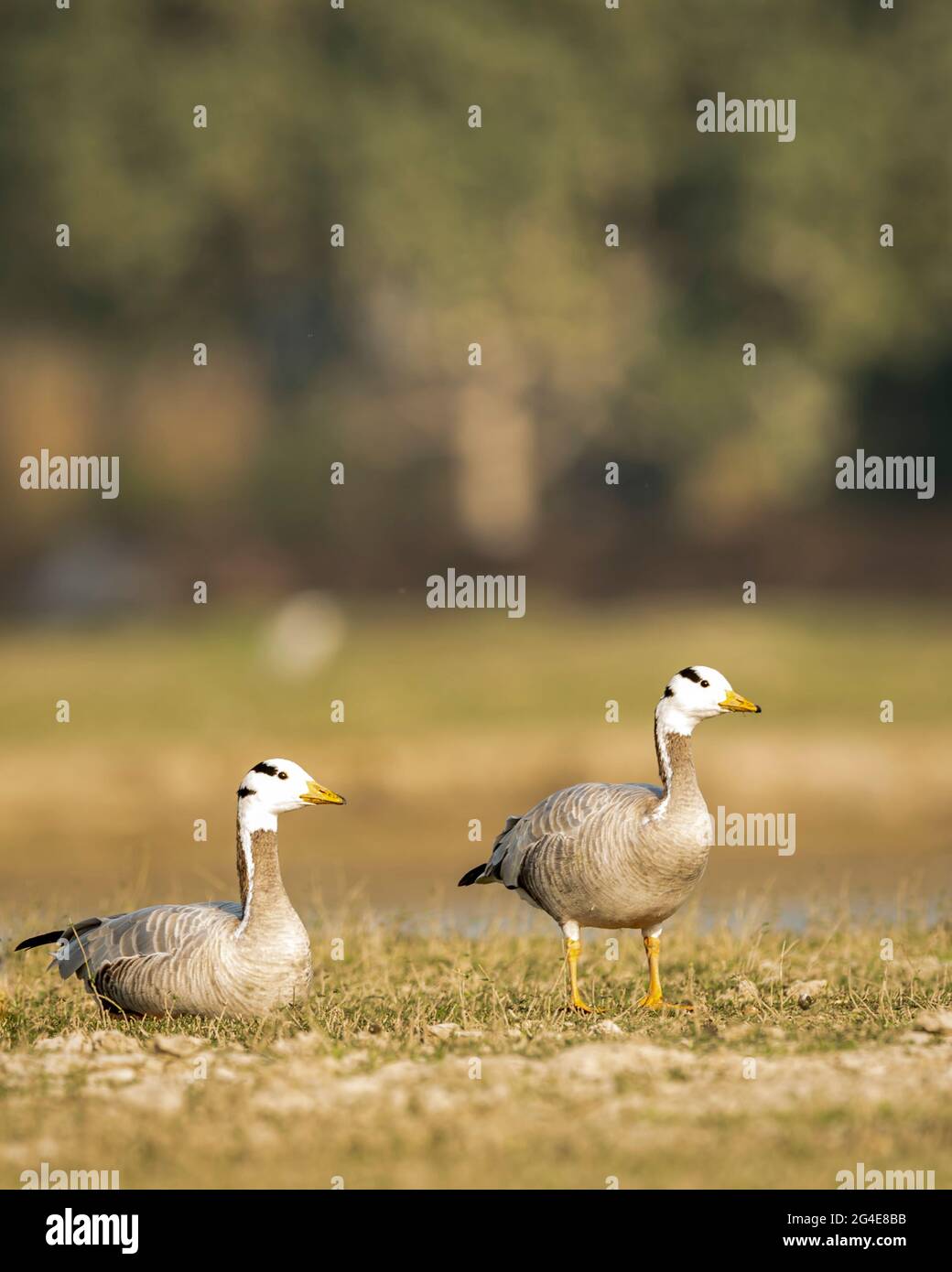 bar headed goose family or flock in an open field or grassland during ...