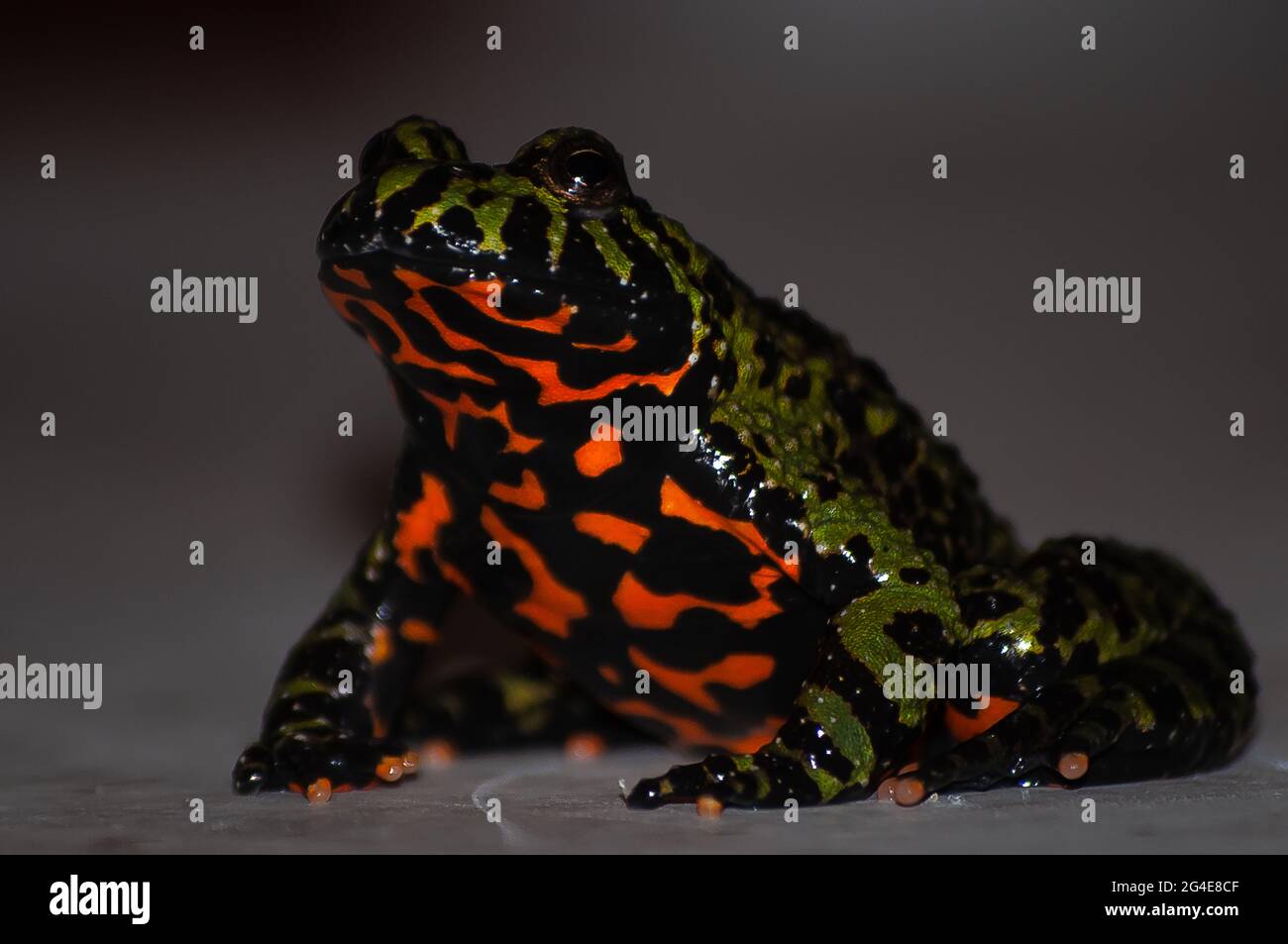 Fire bellied toad species hi-res stock photography and images - Alamy