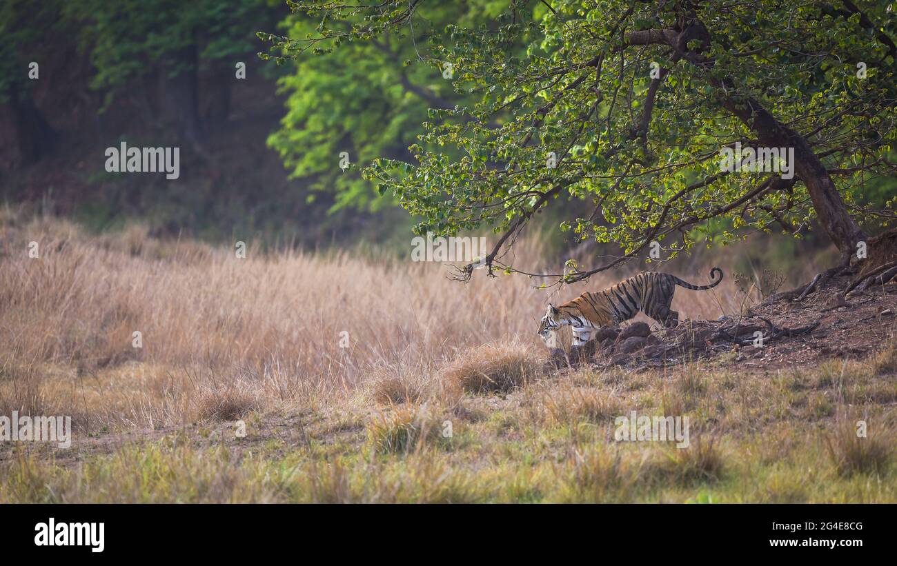 Wild bengal tiger on stroll in open grass field or natural scenic ...
