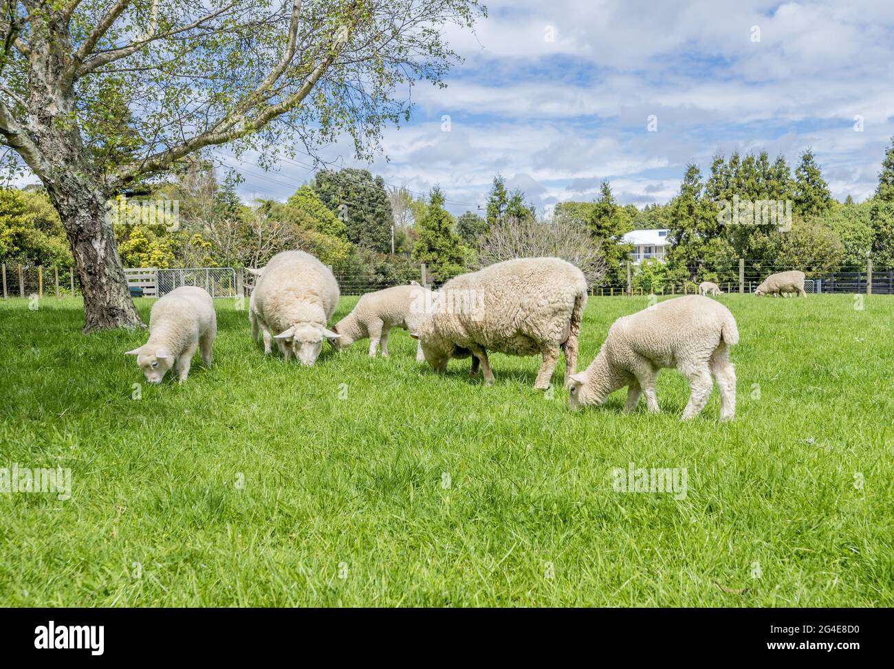 Small flock of sheep with lambs happily grazing on green grasses in a ...