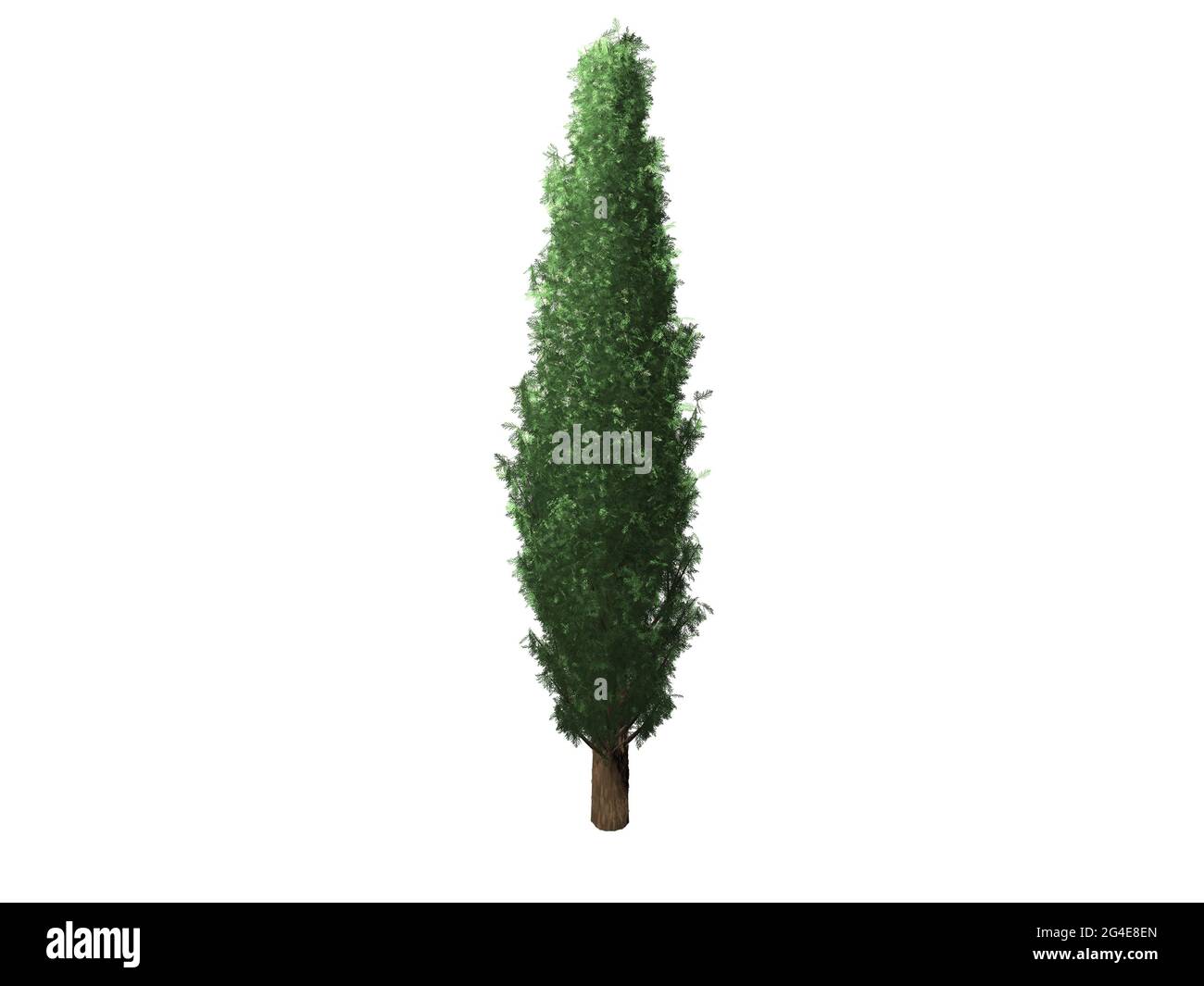 3d render of a cypress tree isolated in white background Stock Photo ...