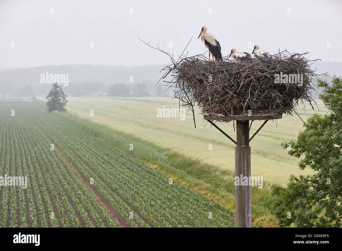 Hamburg, Germany. 21st June, 2021. An old stork bird stands next to its ...