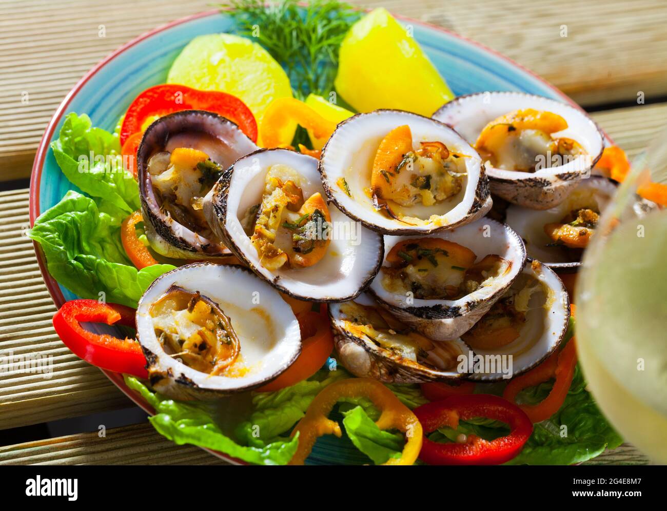 Dog cockles bivalve mollusks Stock Photo - Alamy