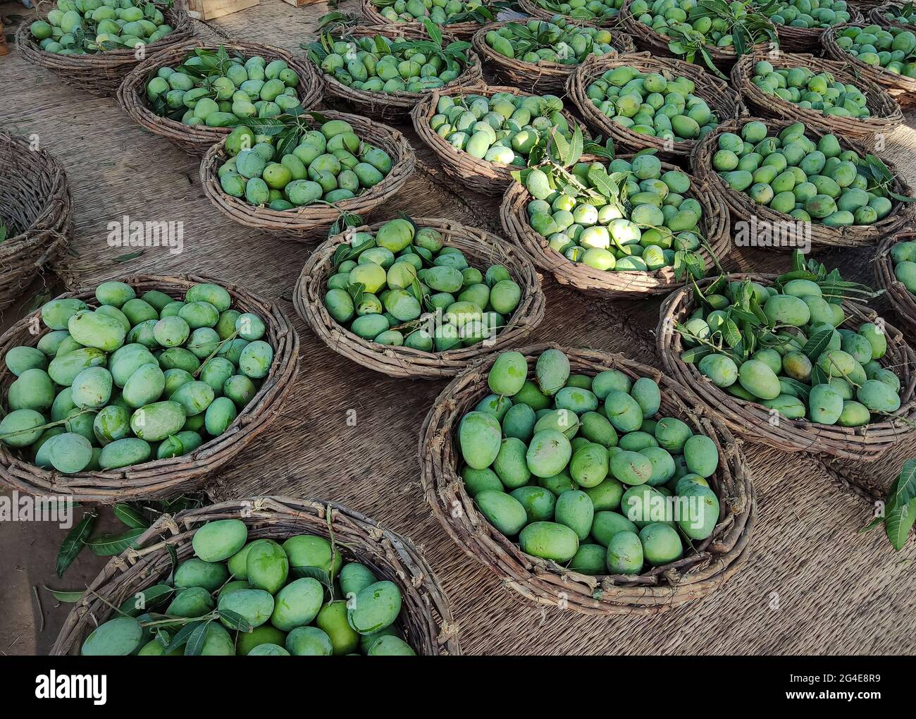 best mangoes in the word are from south punjab and sindh in pakistan A ...
