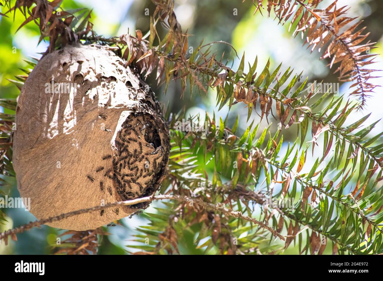 Wasp nest on a tree in the forest with a small opening hole Stock Photo ...