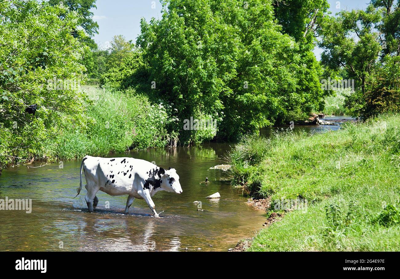 Friesian Cow in the River Culm Stock Photo - Alamy