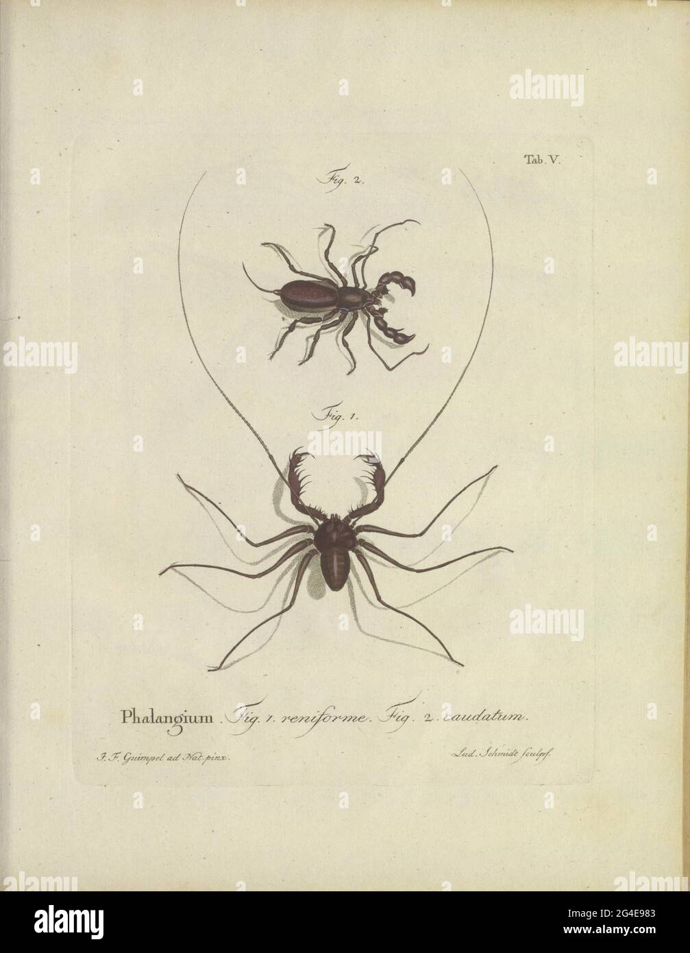 Wingless Grasshopper High Resolution Stock Photography and Images - Alamy