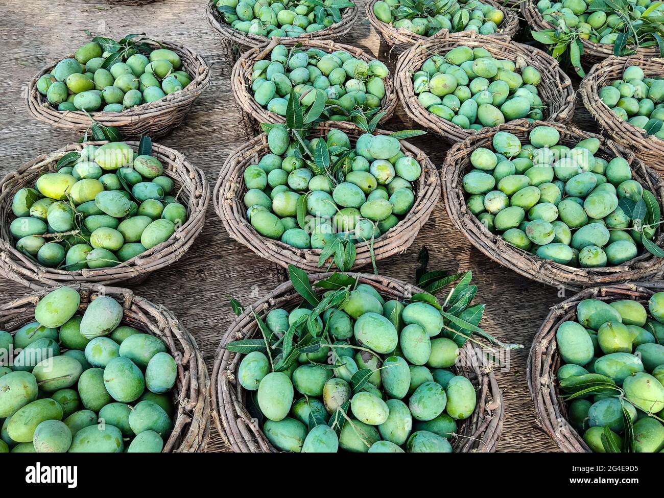 best mangoes in the word are from south punjab and sindh in pakistan A ...