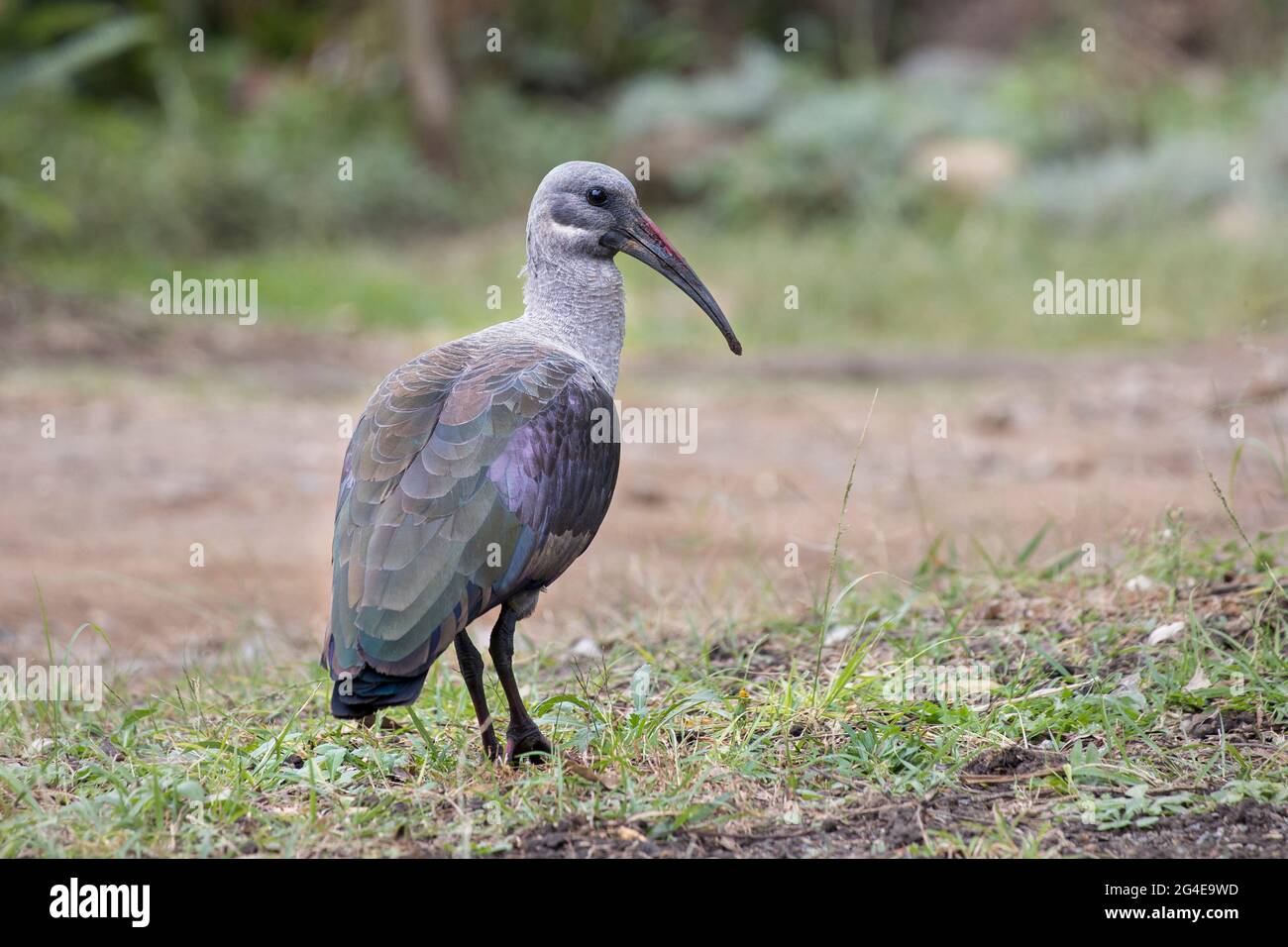 A Hadeda ibis (Bostrychia hagedash) bird standing on the ground ...