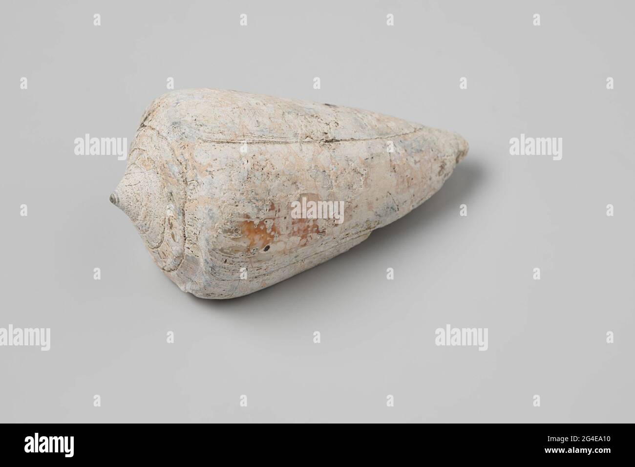 Conus ammiris from v.O.c.-ship the 'white lion'. Shell from v.o.c.-ship ...
