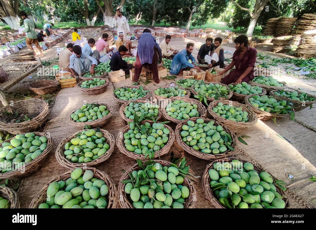 best mangoes in the word are from south punjab and sindh in pakistan A ...