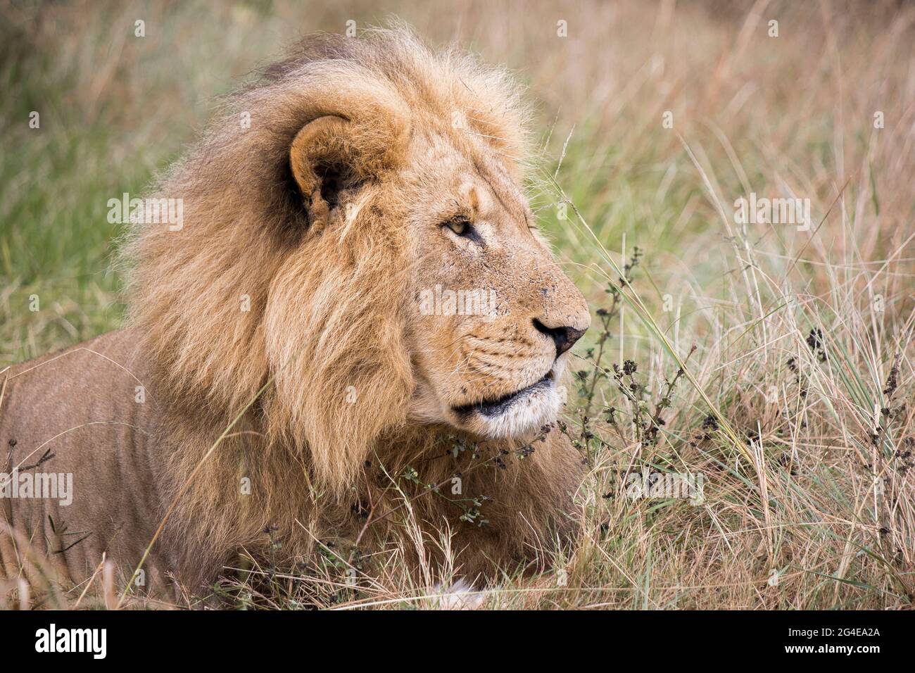 Old male lion hi-res stock photography and images - Alamy
