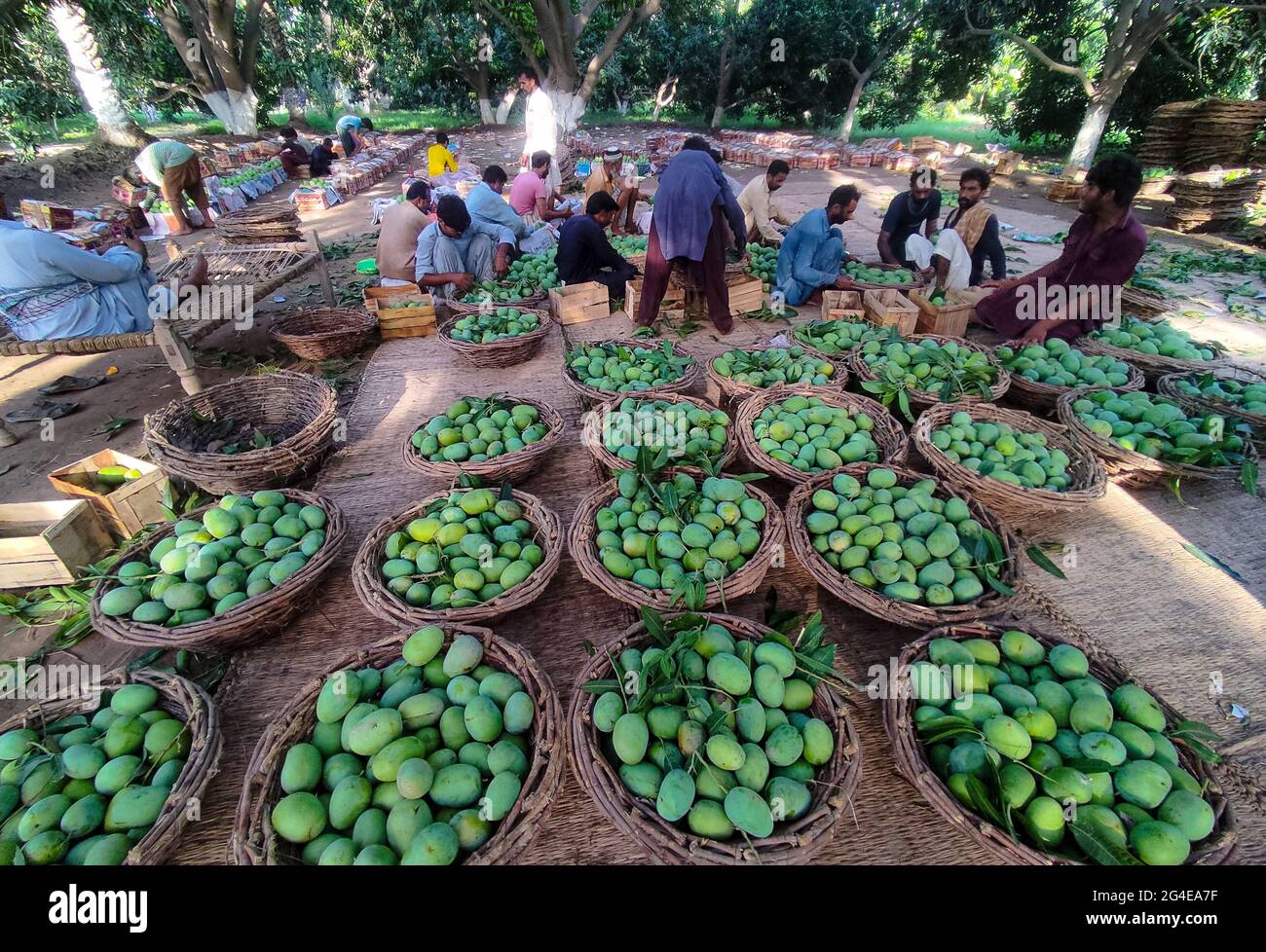 best mangoes in the word are from south punjab and sindh in pakistan A ...