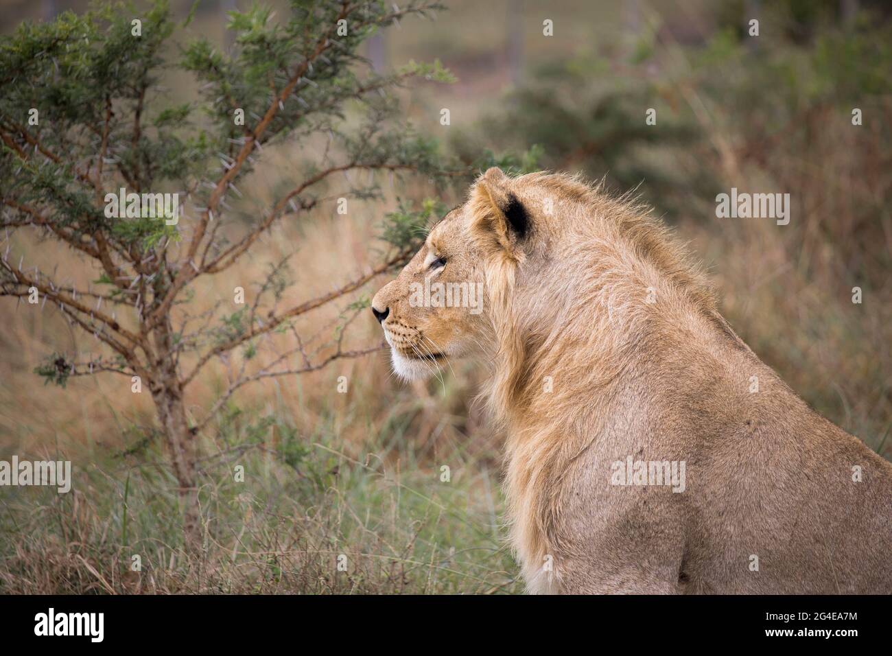 Lion with tree in background hi-res stock photography and images - Alamy