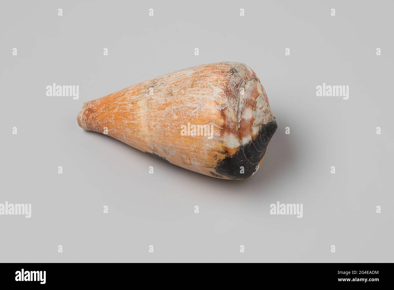 Conus Vexillum from v.O.C.-ship the 'white lion'. Shell from v.o.c ...