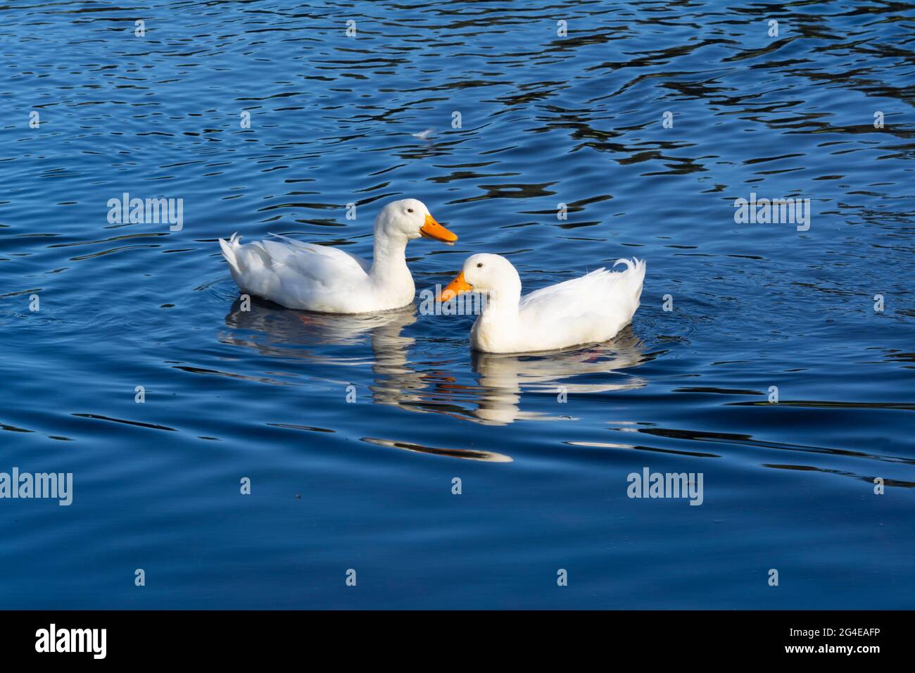 Pekin ducks on a lake in Sydney, Australia Stock Photo - Alamy