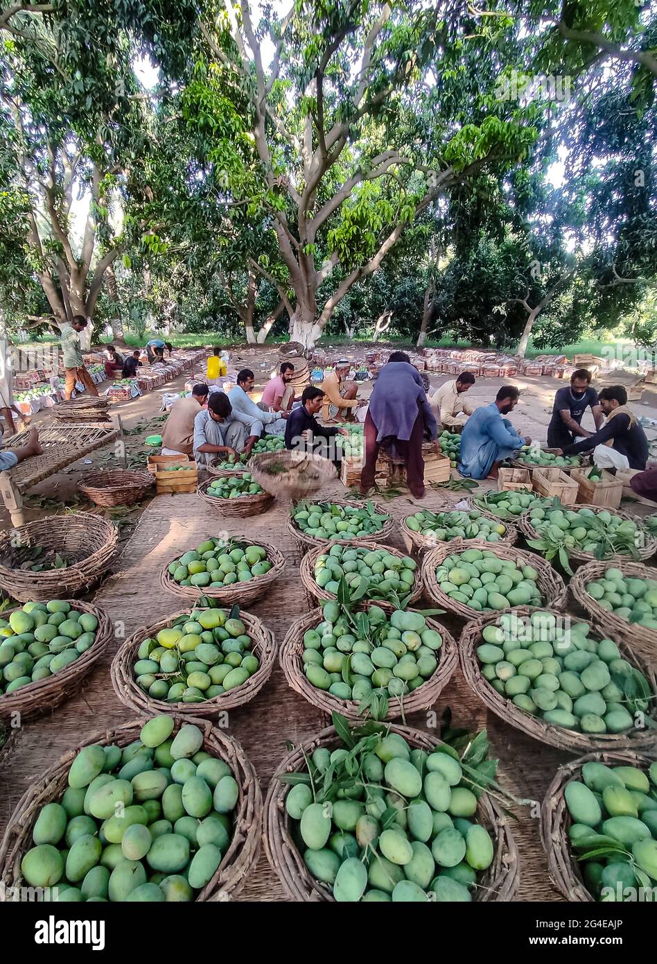 best mangoes in the word are from south punjab and sindh in pakistan A ...