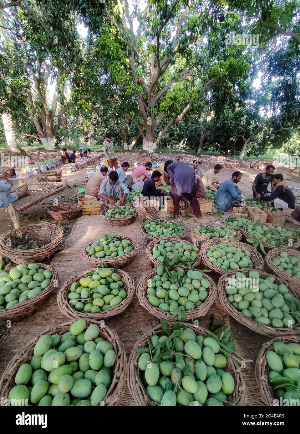best mangoes in the word are from south punjab and sindh in pakistan A ...