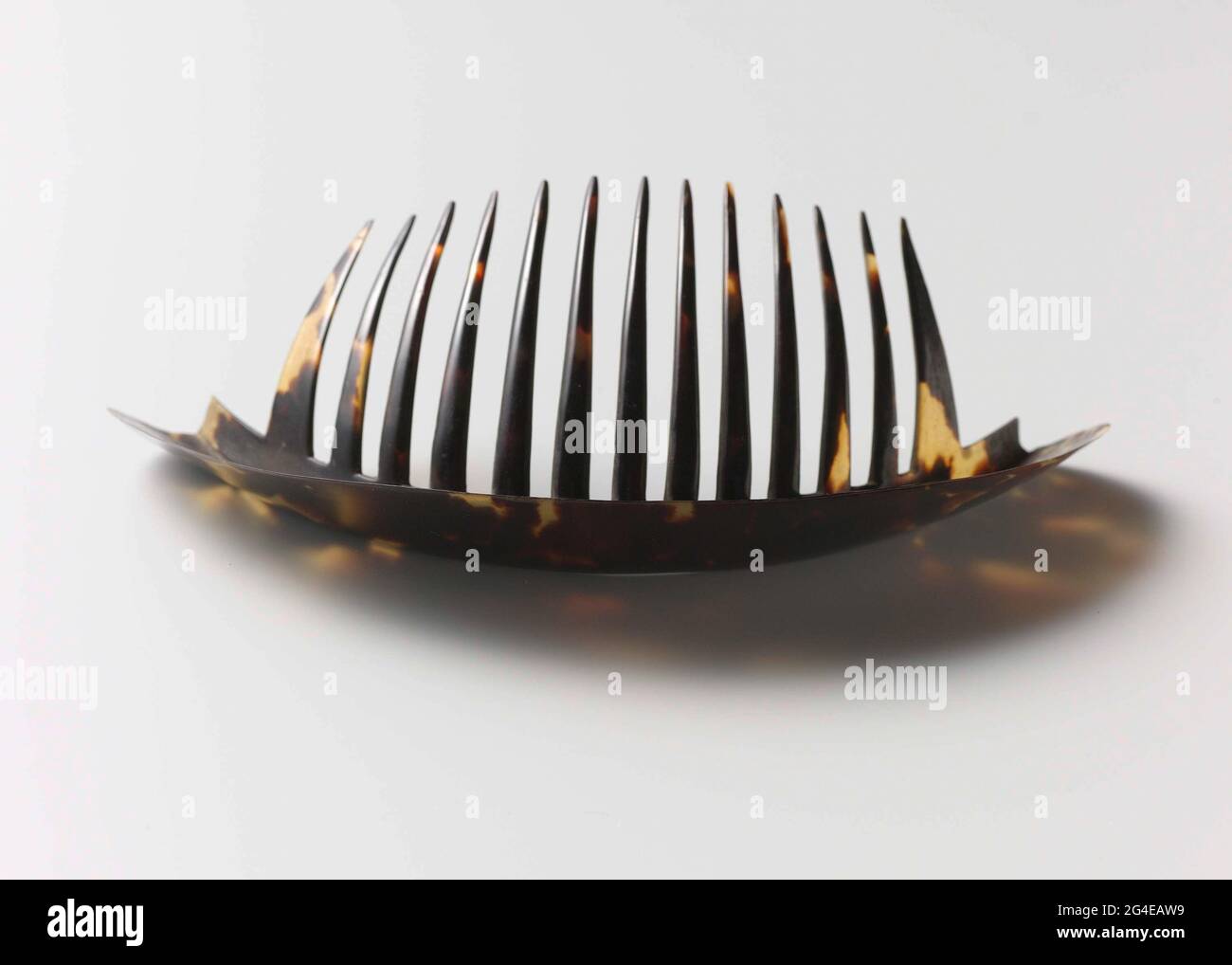 . Hair comb of turtle with an incredible round back, which is opposed ...