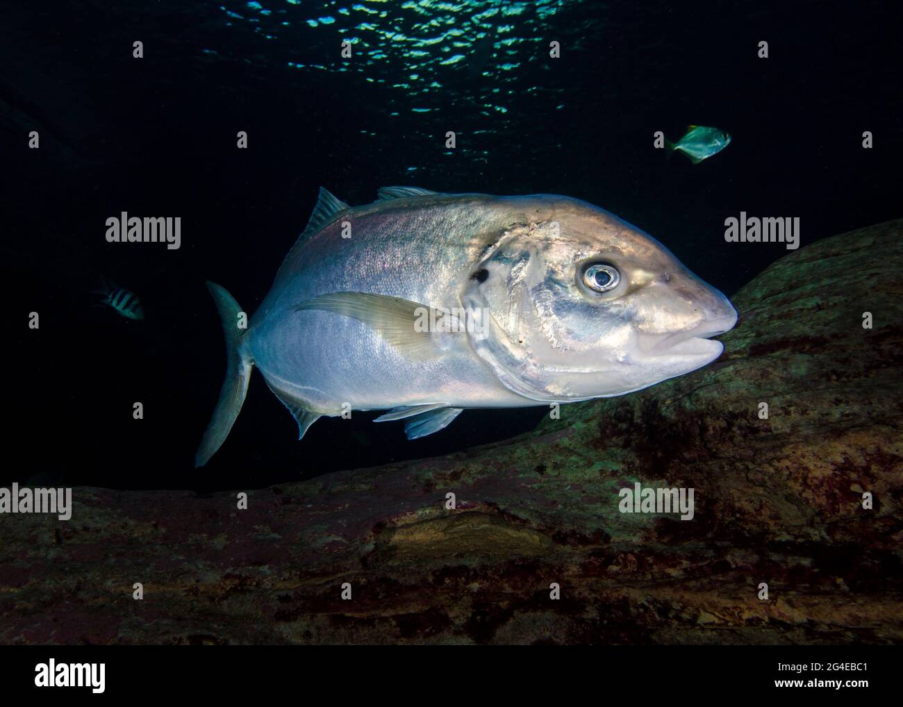 Kingfish hi-res stock photography and images - Alamy