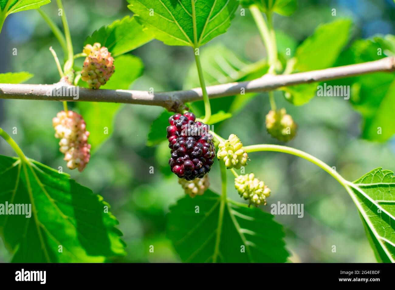Branch of a mulberry tree hi-res stock photography and images - Alamy