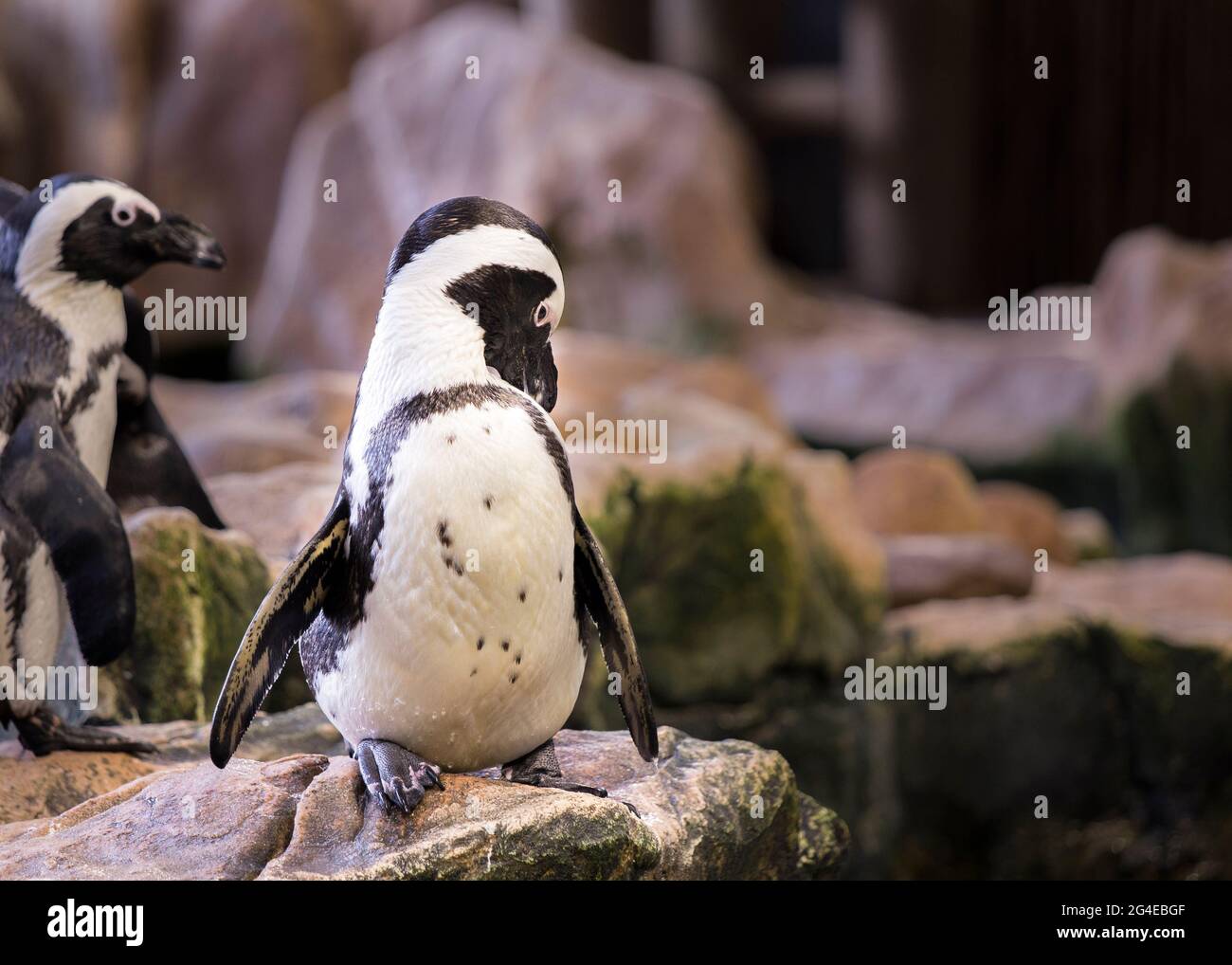 African penguin - Jackass Penguin standing on the rocks grooming his ...