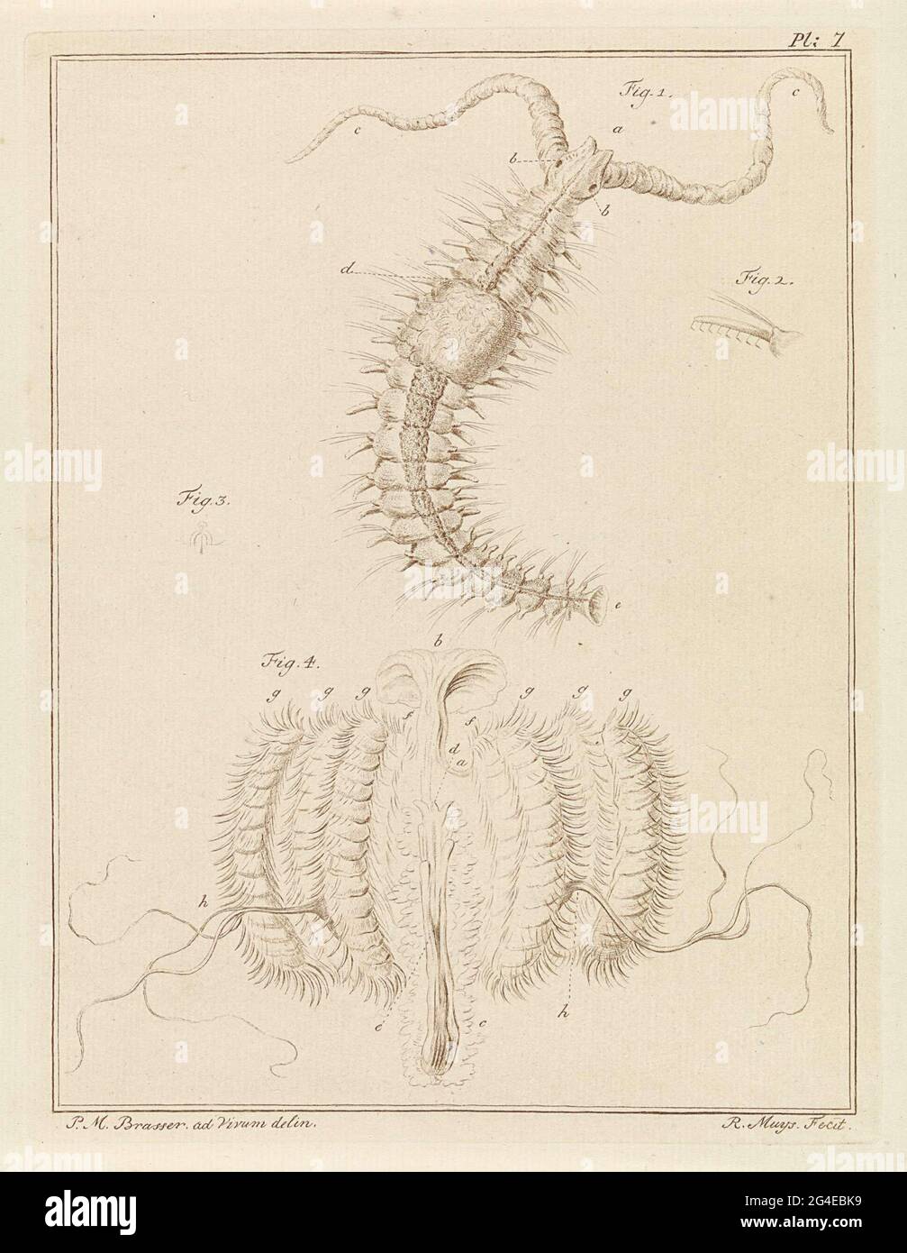 . Figures 1 and 2 show the frillsworm, also called licker worm, in a ...