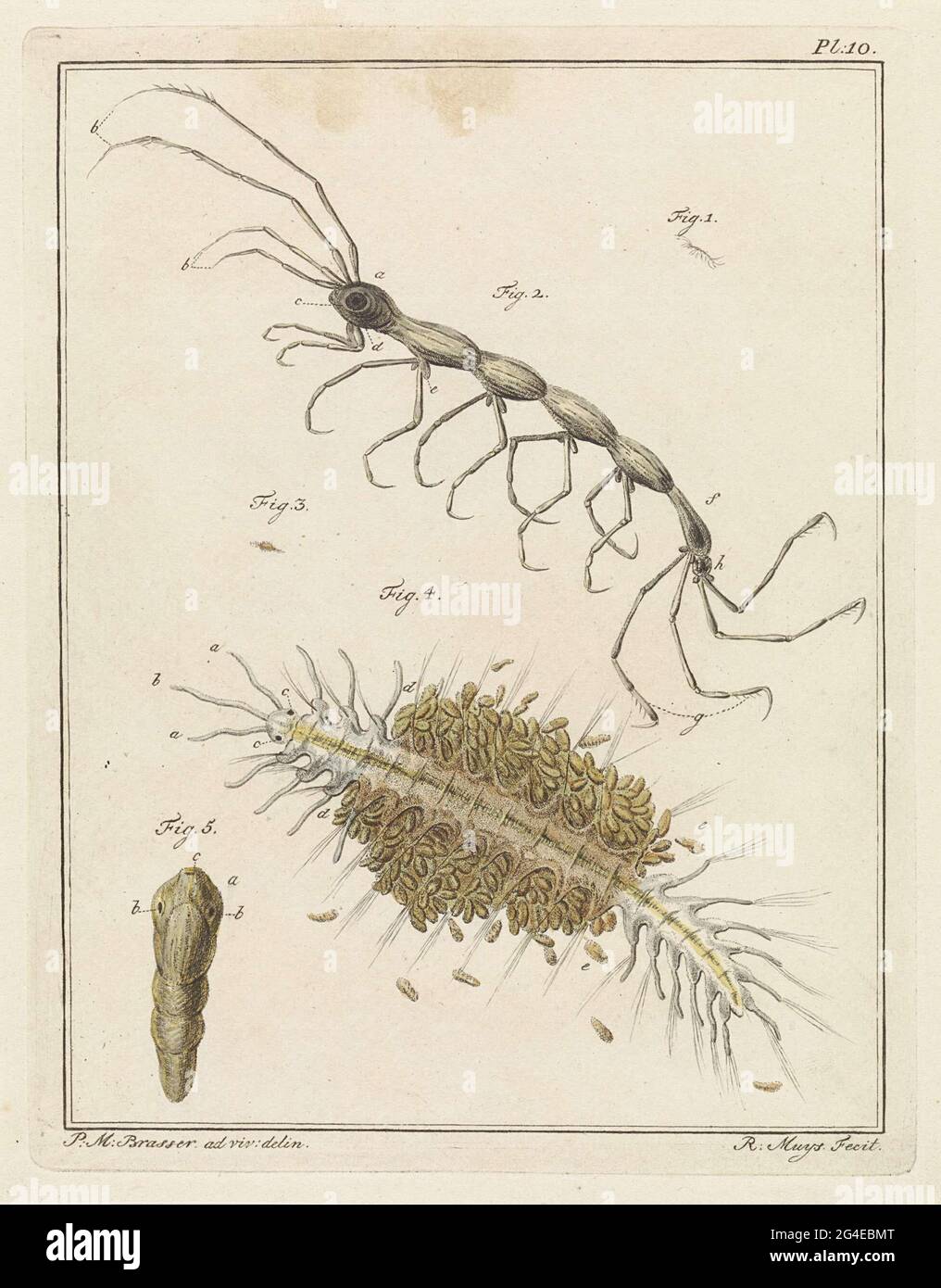 . Sea animals. Figures 1 and 2 show the tackle by actual size and magnify. Figure 3, 4 and 5 ...
