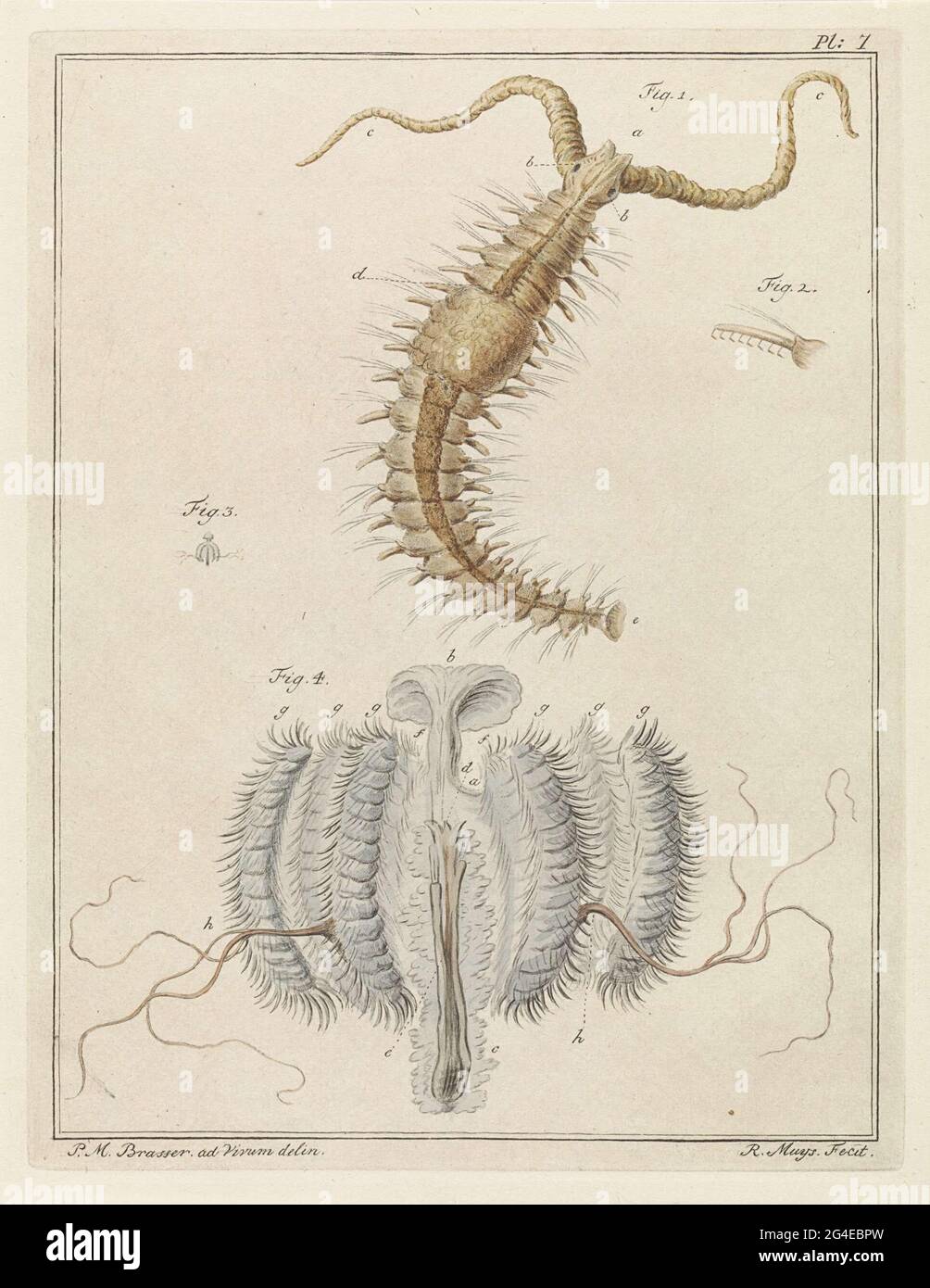 . Figures 1 and 2 show the frillsworm, also called licker worm, in a ...