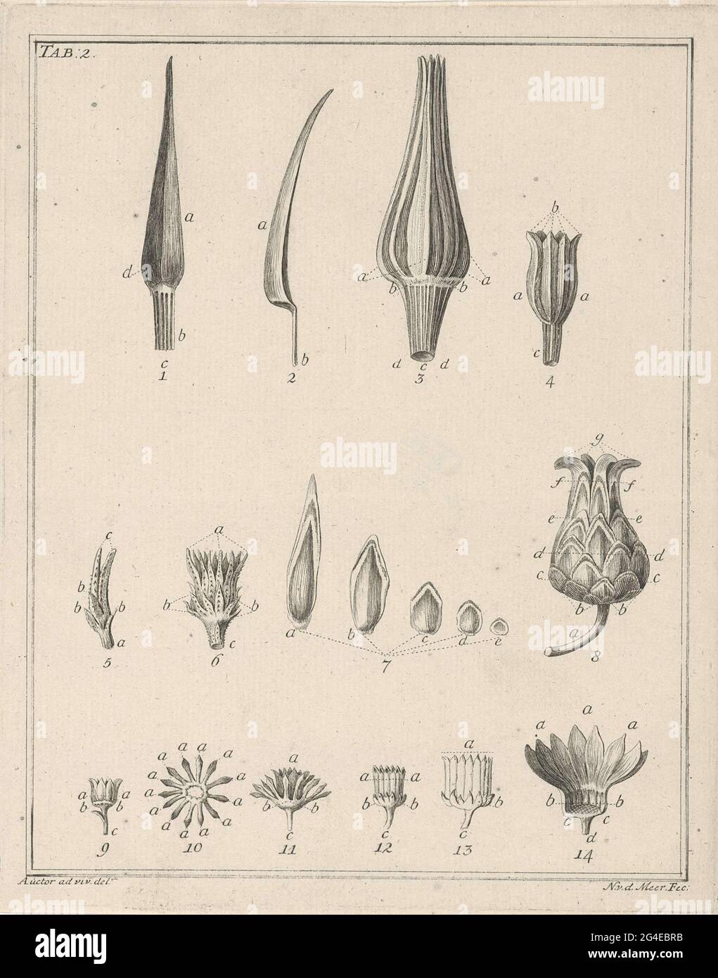 . Flower buds and other parts of flowers. Top left: tab. 2 Stock Photo ...