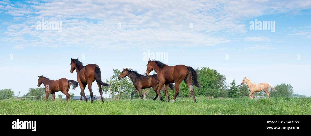 Five horses in ranch hi-res stock photography and images - Alamy