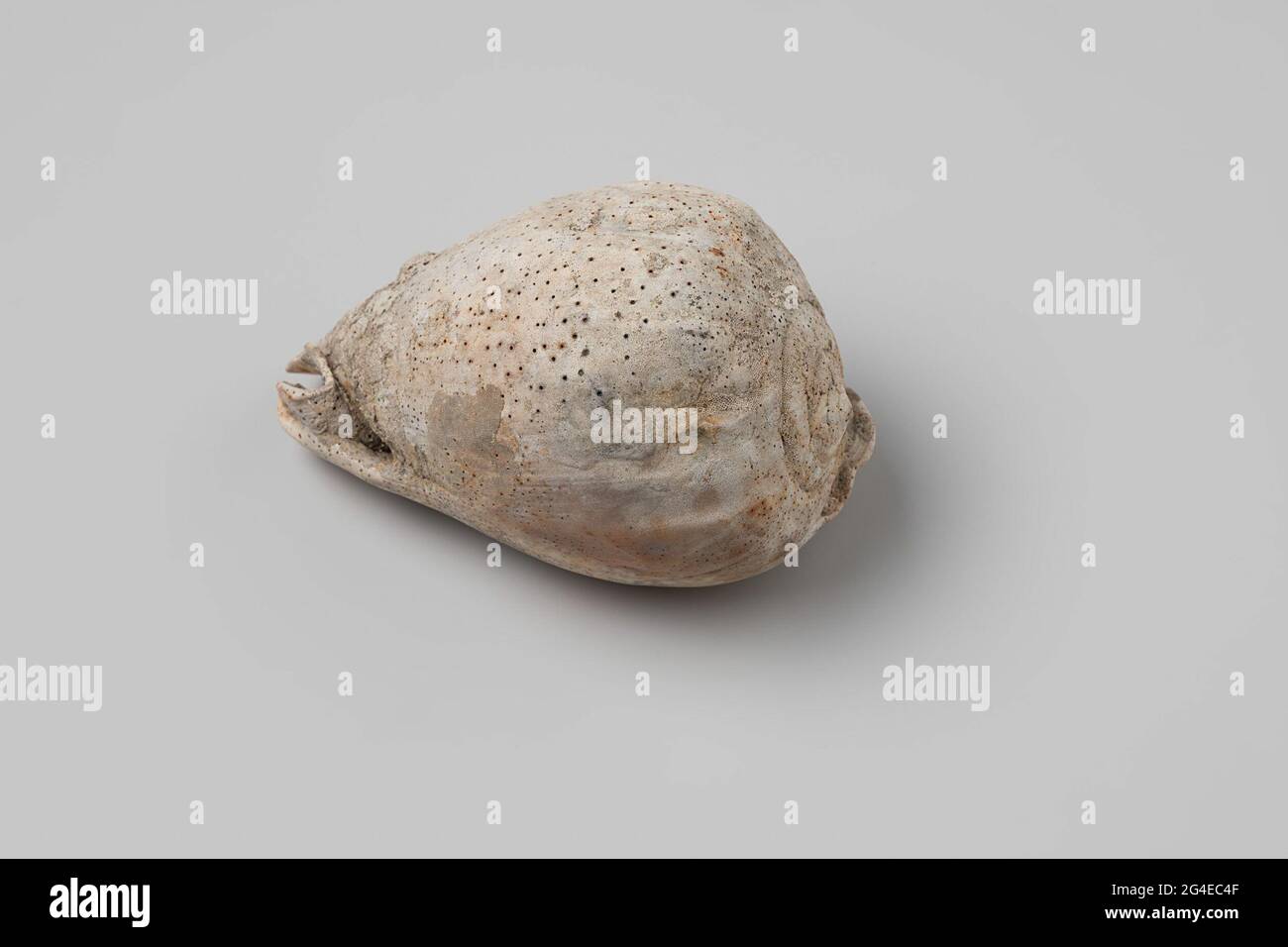 Cypraecassis testiculus from v.o.c.-ship the 'white lion'. Shell from v ...