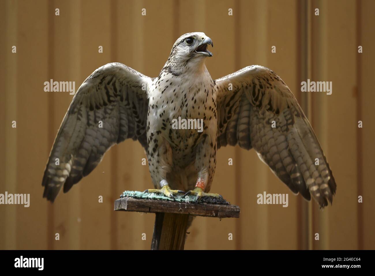 Altai Falcon High Resolution Stock Photography and Images - Alamy