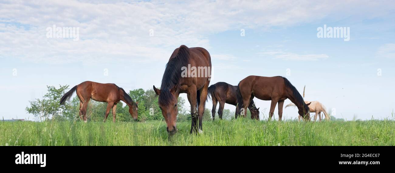 Five horses in ranch hi-res stock photography and images - Alamy
