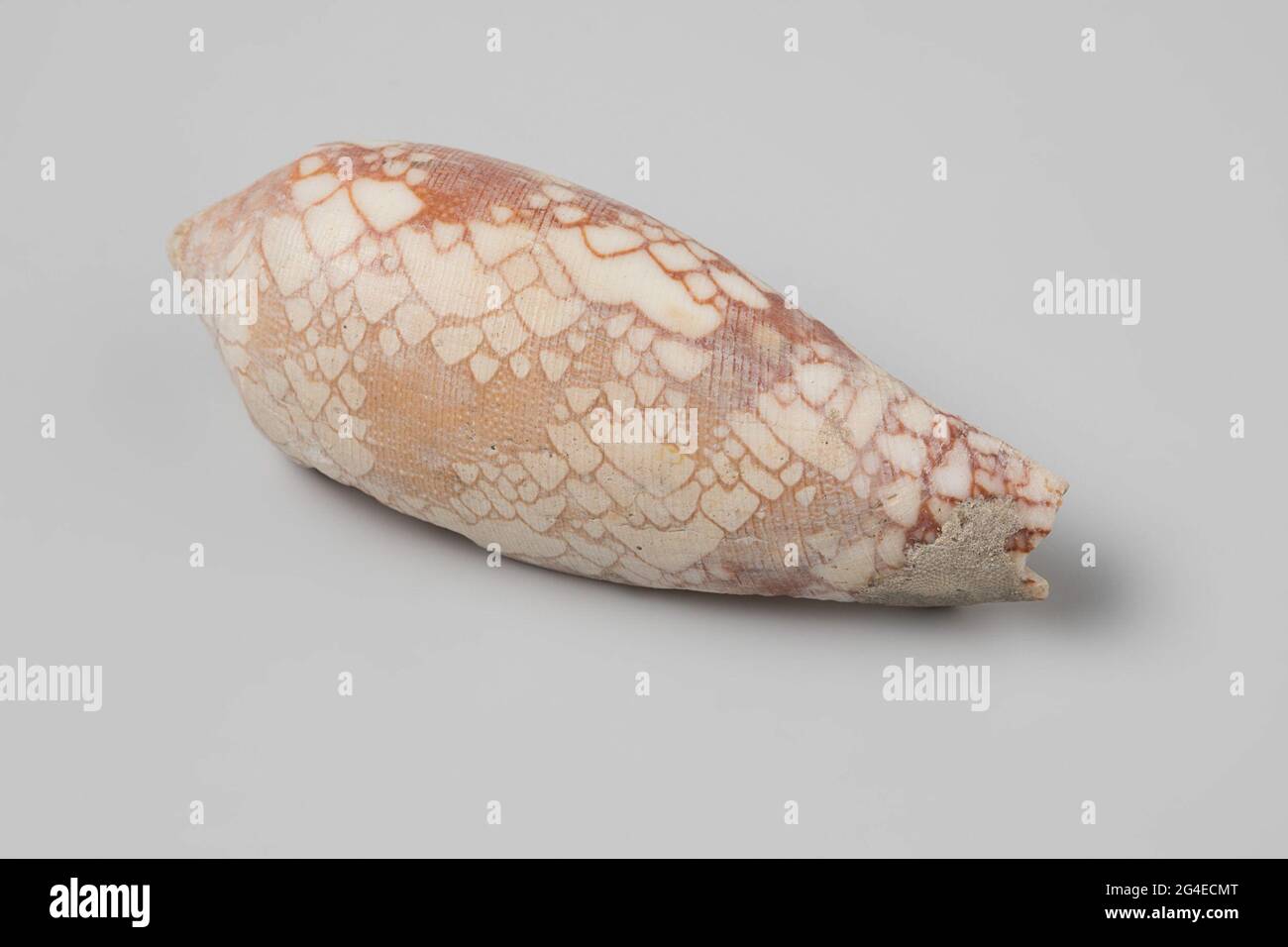 Conus episcopus from v.O.c.-ship the 'white lion'. Shell from v.o.c ...