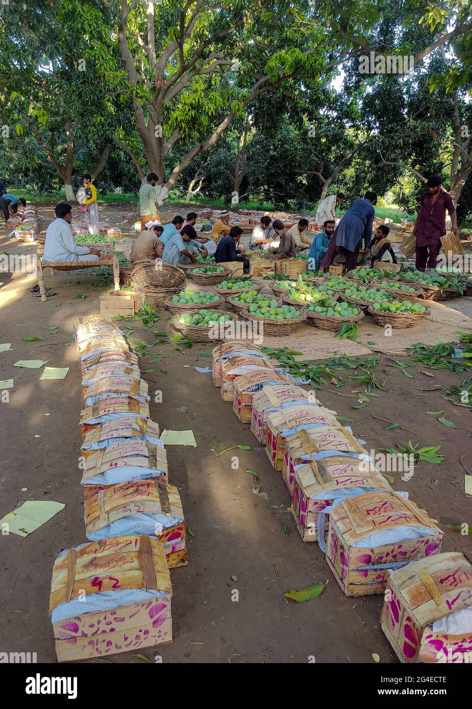 best mangoes in the word are from south punjab and sindh in pakistan A ...