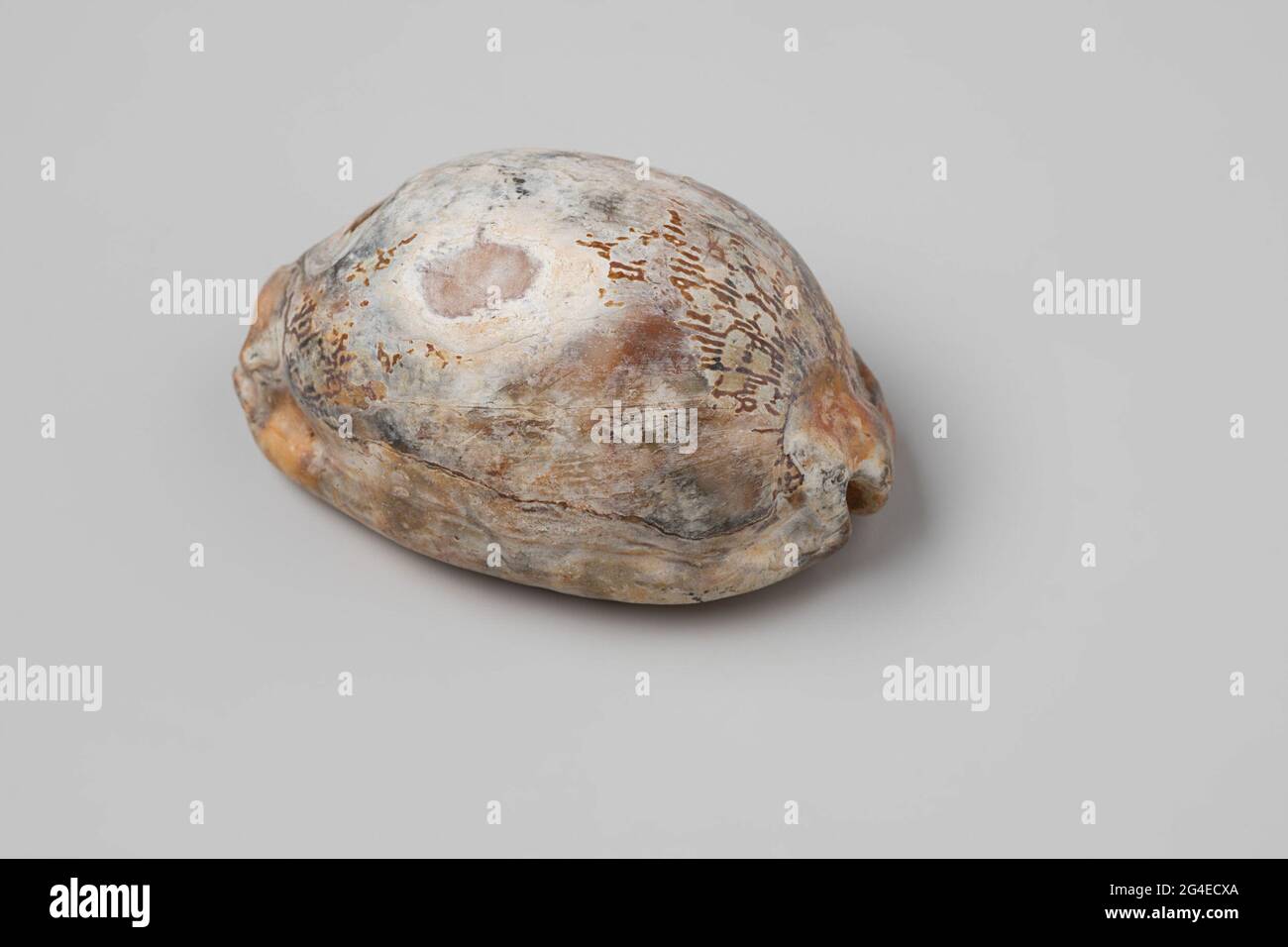 Cypraea arabica from v.O.c.-ship the 'white lion'. Shell from v.o.c ...