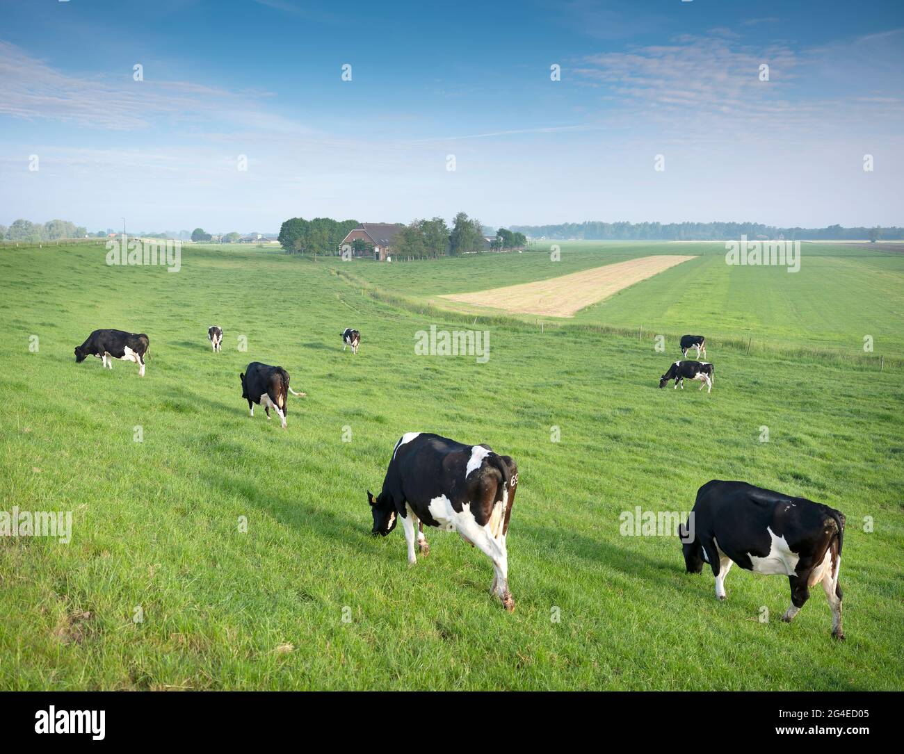 black and white spotted cows in green grassy meadow under blue sky seen ...