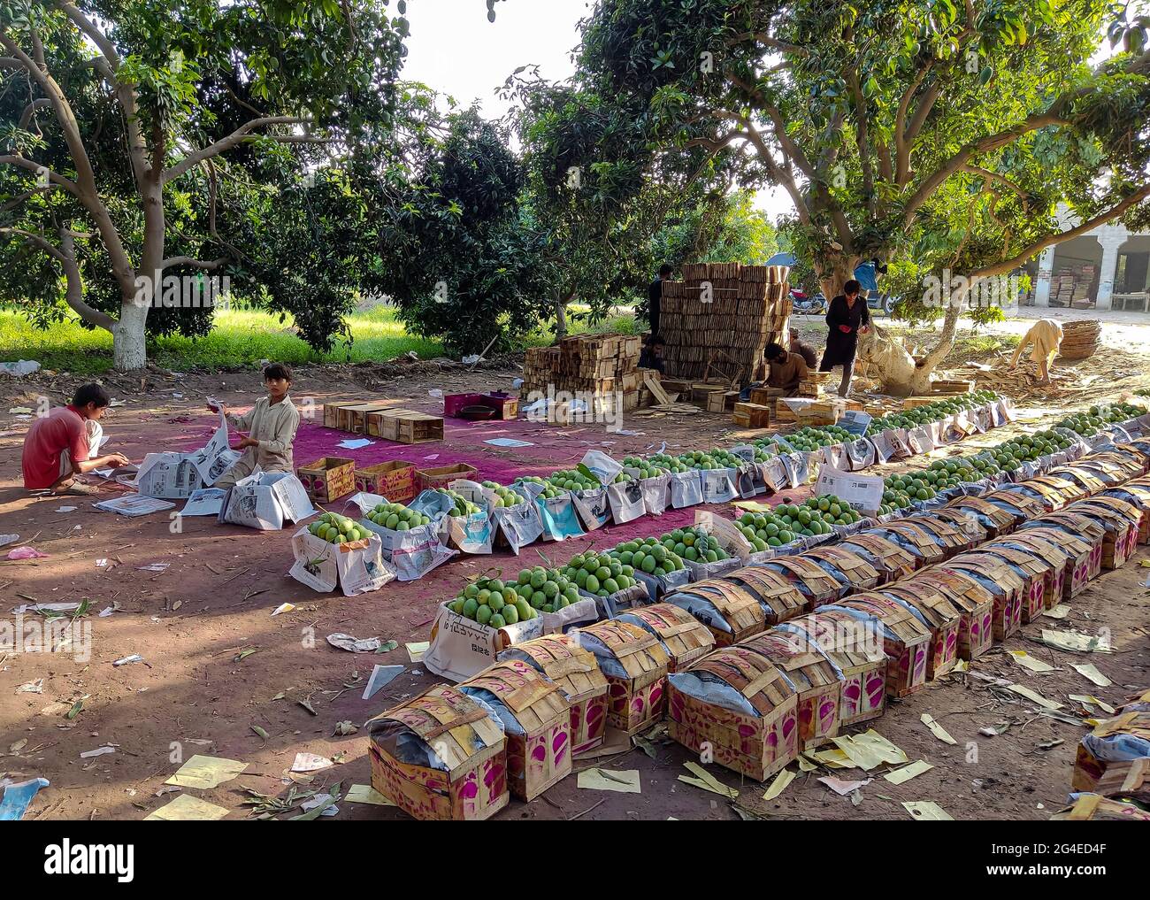 best mangoes in the word are from south punjab and sindh in pakistan A ...