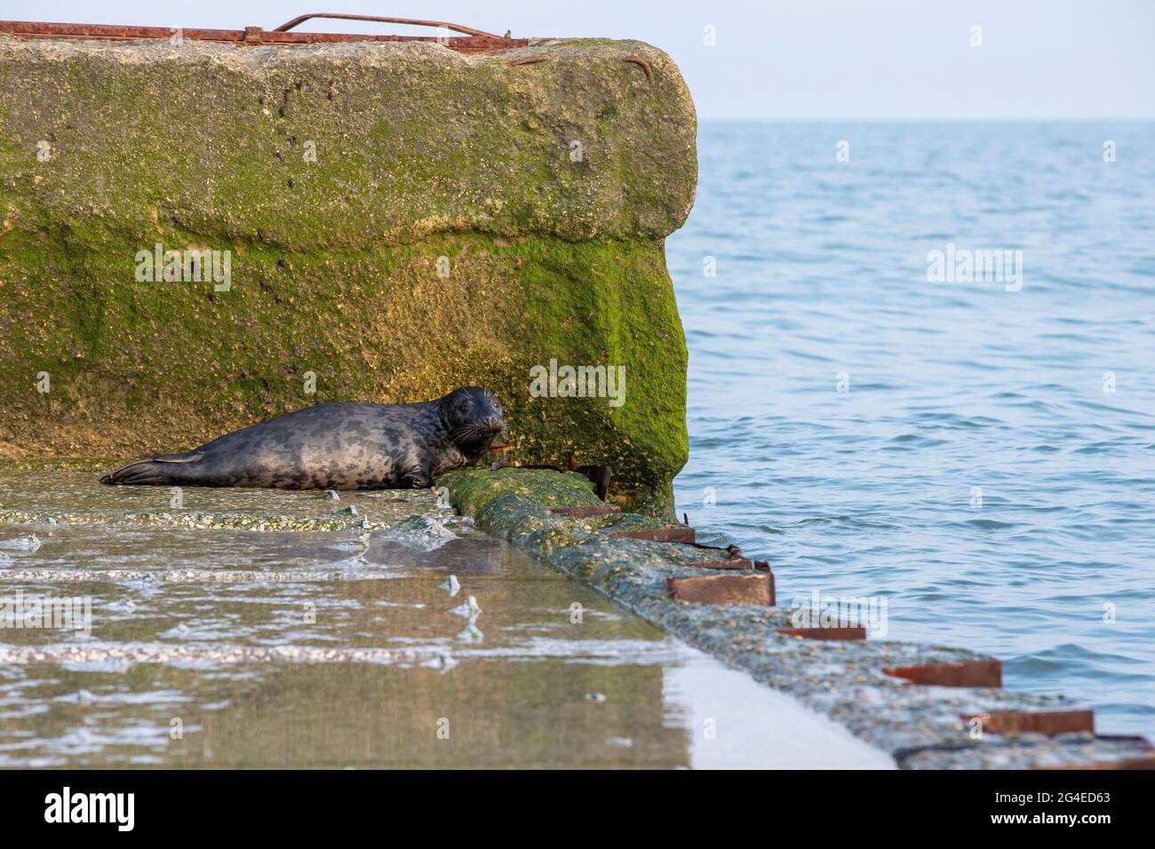 Common seal. (Phoca vitulina) sometimes know as harbour seal basking on ...