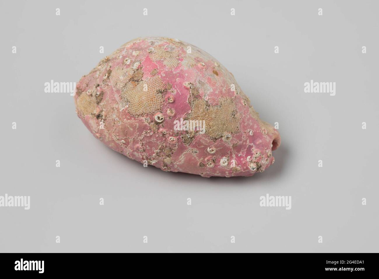 Erosaria Spurca from v.O.C.-ship the 'White Lion'. Shell from v.o.c ...
