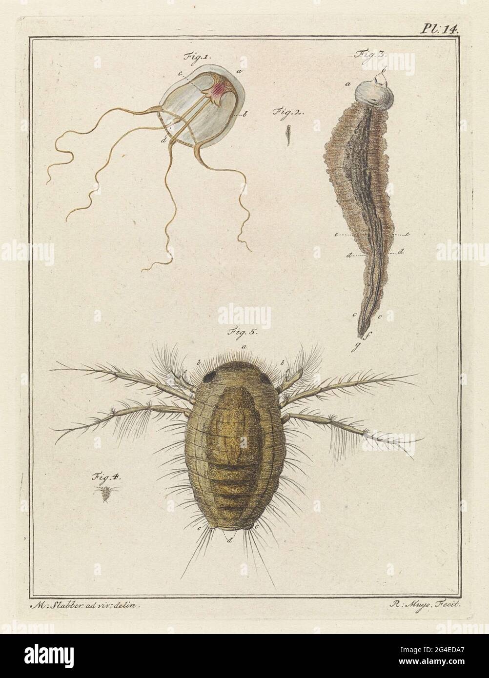 . Sea animals. Figure 1 shows a polyp quote. Figures 2 and 3 show a ...
