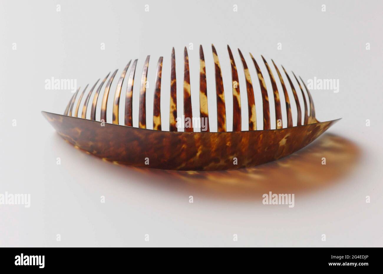 . Hair comb of turtle with an incredible round back, which is opposed ...