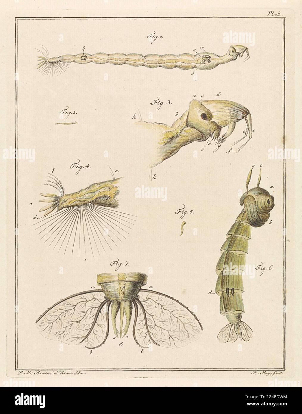 . Images of a full-size poultitude larva, an enlargement of the animal ...