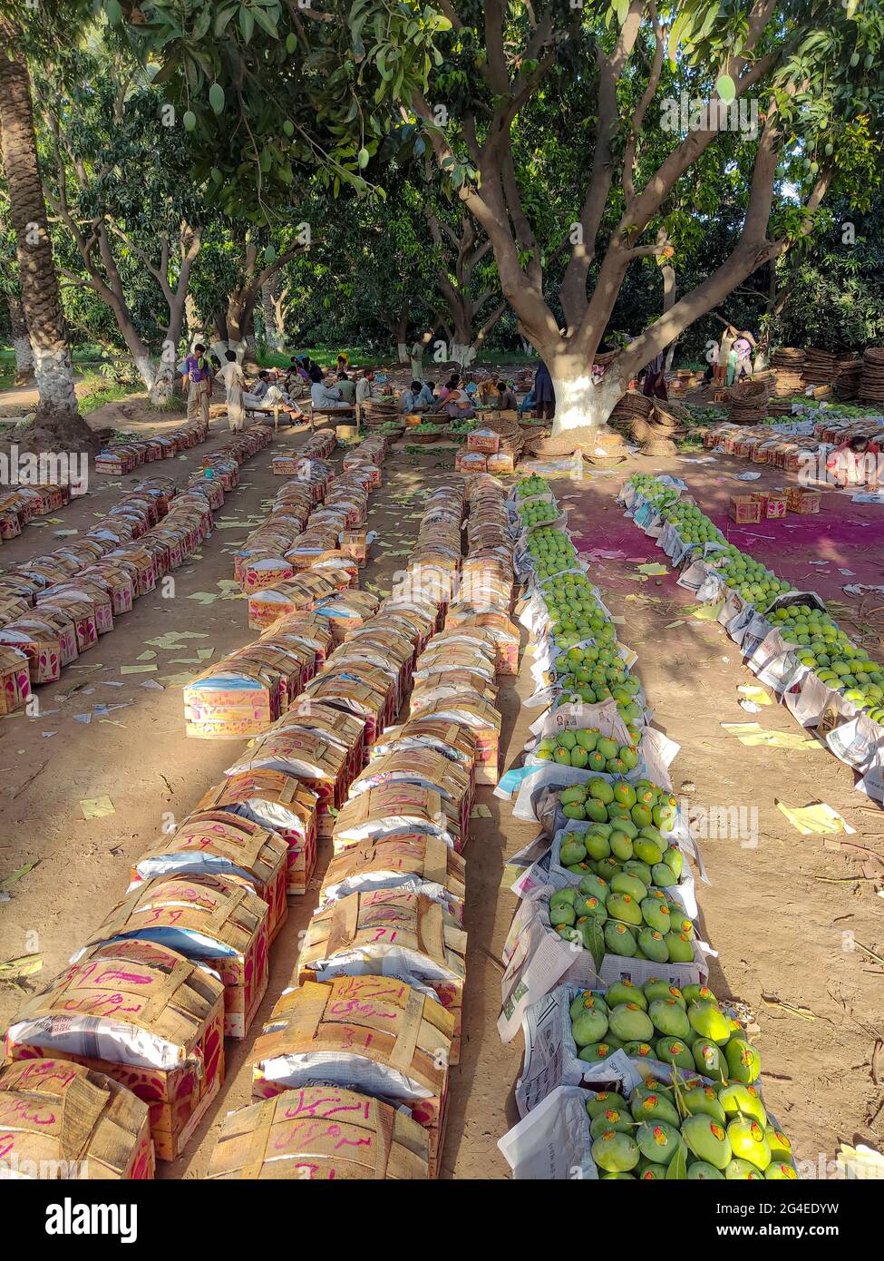 best mangoes in the word are from south punjab and sindh in pakistan A ...