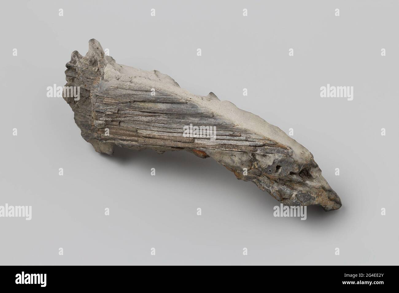 Form of wood into concretion from the wreck of the East India Flying ...