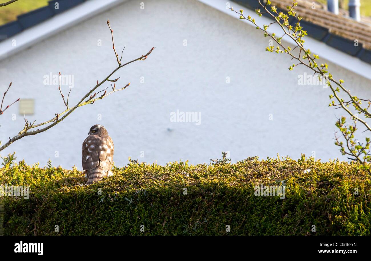 Hedge sparrowhawk hi-res stock photography and images - Alamy