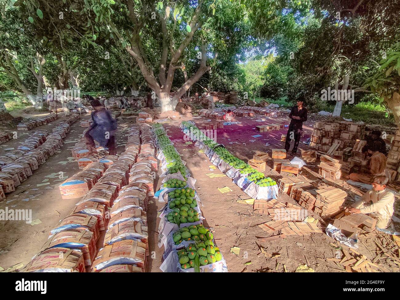 best mangoes in the word are from south punjab and sindh in pakistan A ...